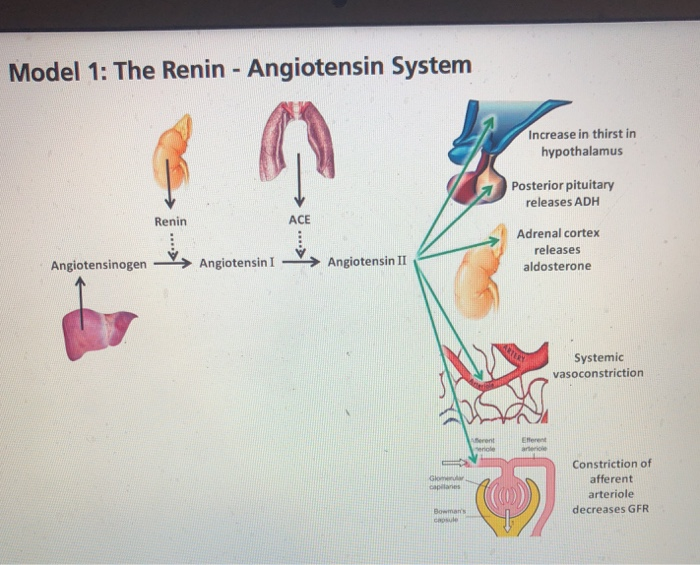 Solved Model 1: The Renin Angiotensin System Increase in | Chegg.com