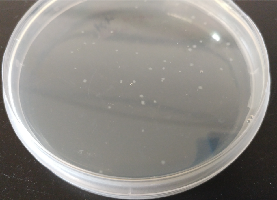 Use the volume of insert and vector for | Chegg.com