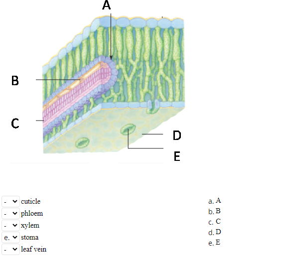 Solved Match the labeled structures in the figure to the | Chegg.com
