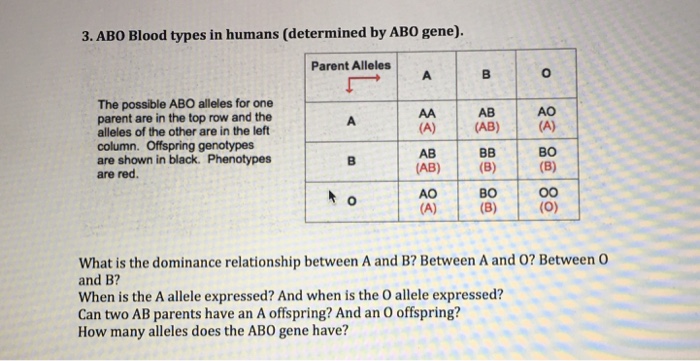 Solved The possible ABO alleles for one parent are in the | Chegg.com