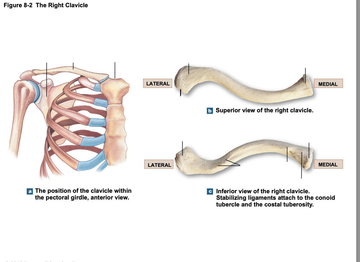 Figure 8-9 Divisions of the Pelvis a su Th pe pe | Chegg.com