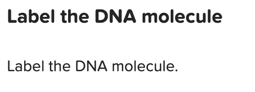 Solved Label the DNA molecule Label the DNA molecule. | Chegg.com