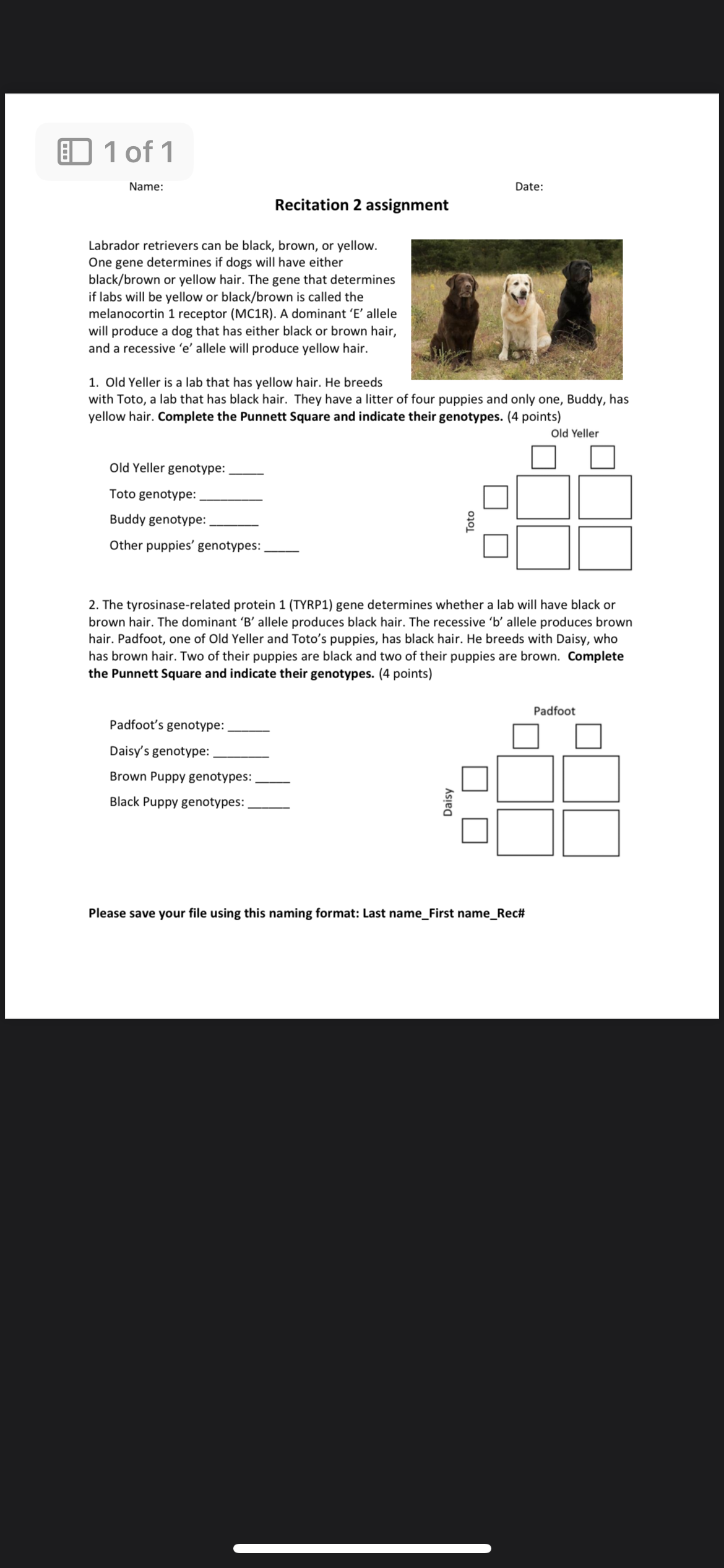 Solved Name: Date: Recitation 2 assignment Labrador | Chegg.com