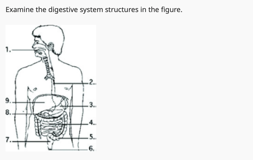 Solved Examine the digestive system structures in the | Chegg.com