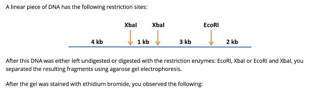Solved A linear piece of DNA has the following restriction | Chegg.com