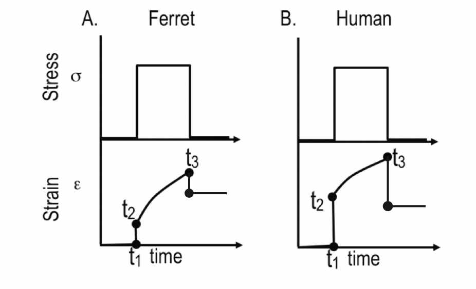 The cellular structure of normal ferret airways is | Chegg.com