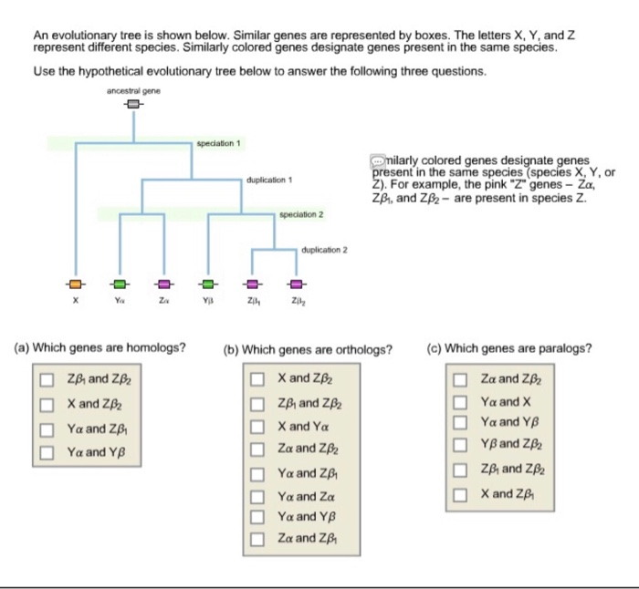 Solved An evolutionary tree is shown below. Similar genes | Chegg.com
