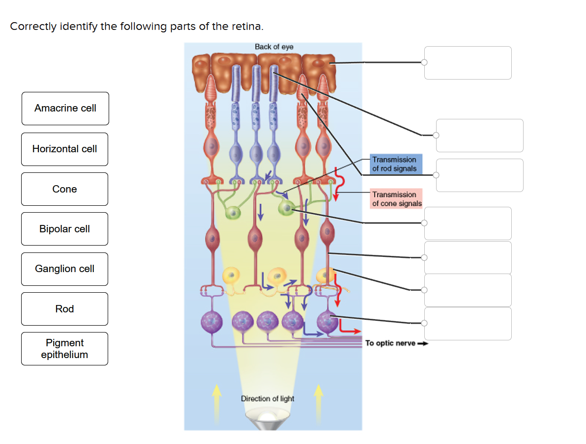 Solved Correctly identify the following par+ | Chegg.com