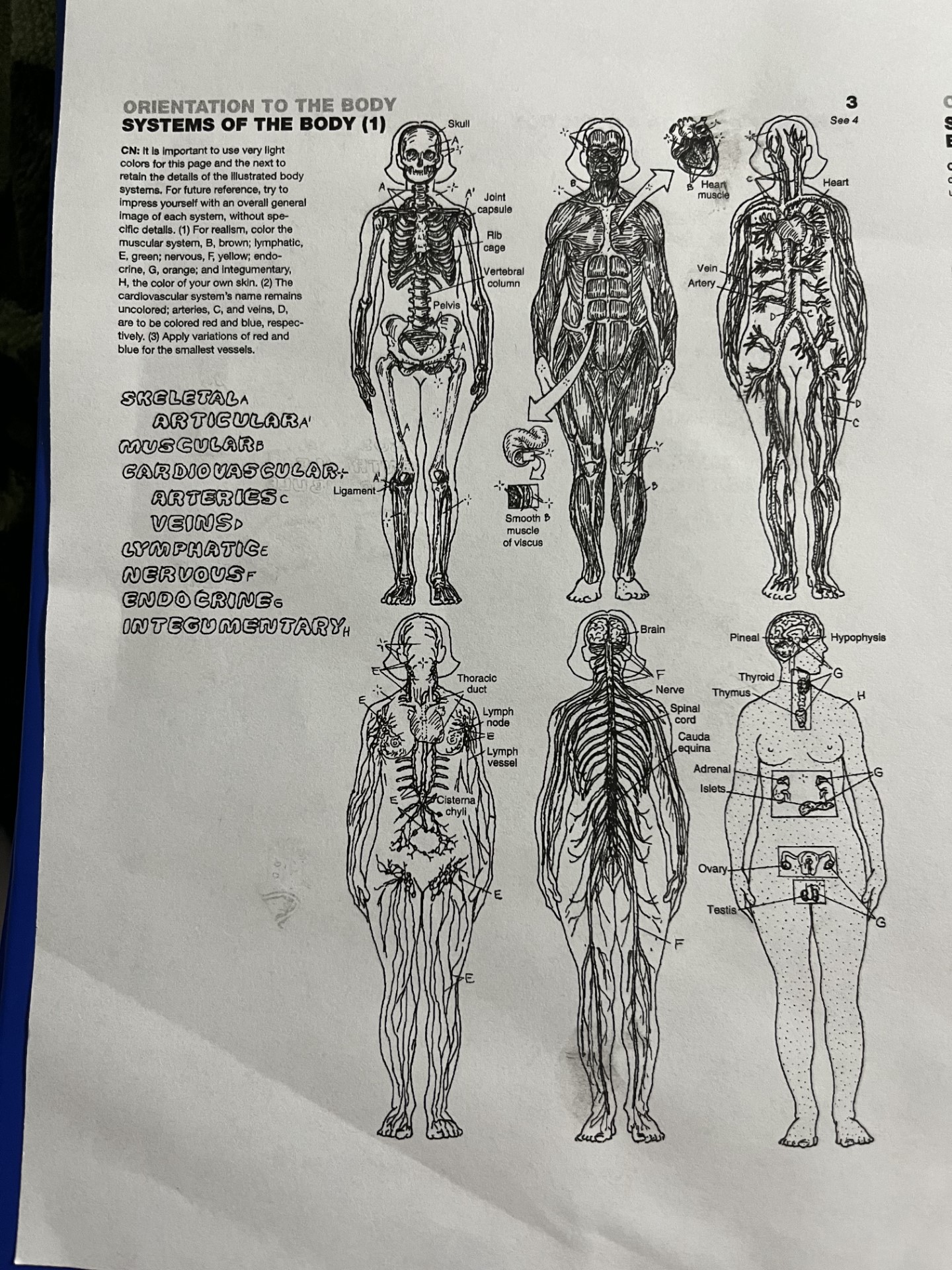 Solved Plate 3, Systems of the Body (1): circle the bodies | Chegg.com
