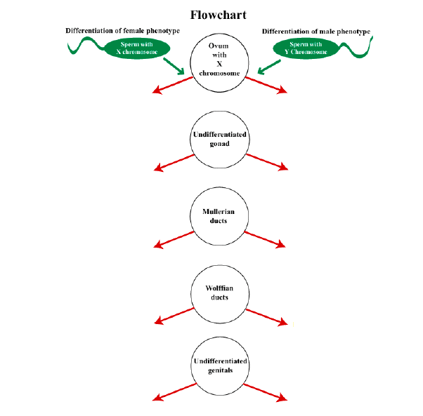 Solved For Genetics Chegg