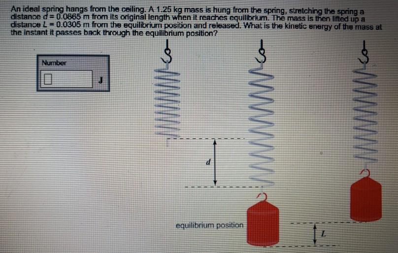 Solved An ideal spring hangs from the ceiling. A 1.25 kg | Chegg.com