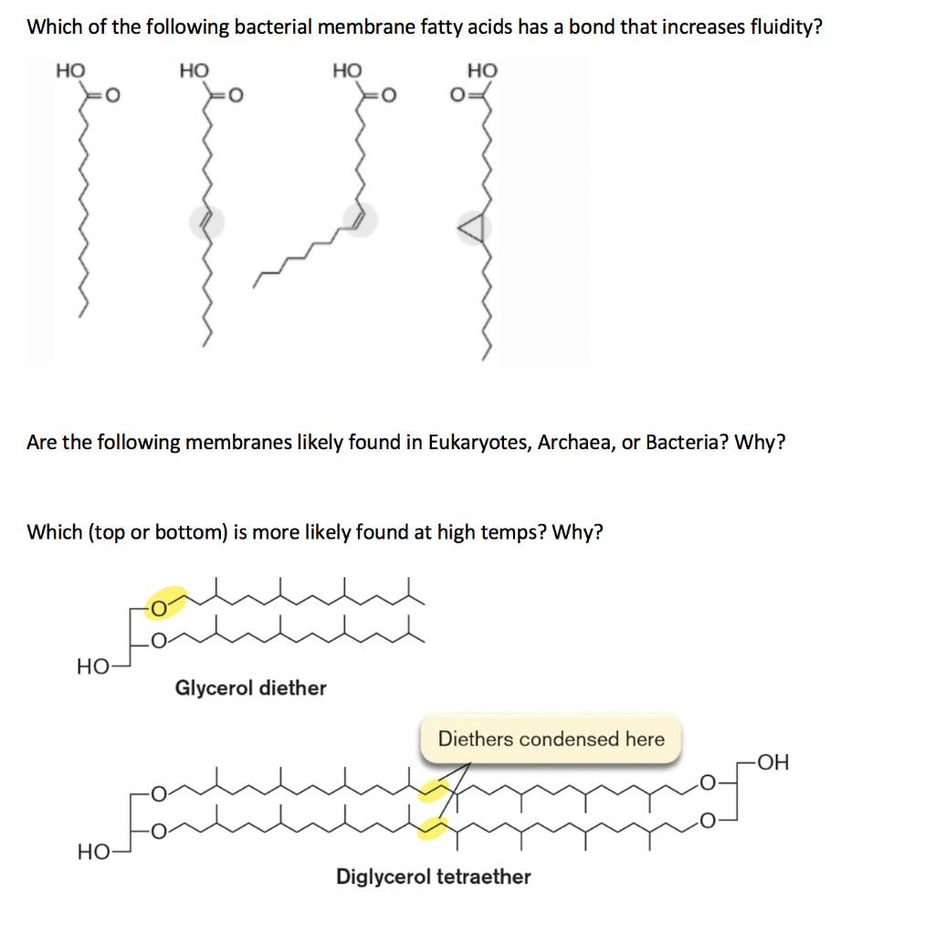 Solved Which of the following bacterial membrane fatty acids | Chegg.com