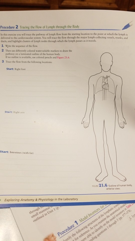 Solved Procedure 2 Tracing the Flow of Lymph through the | Chegg.com