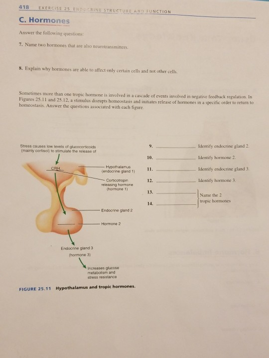 Solved 418 EXERCİSE 25-NDOCRİNE STRUCTURE C. Hormones | Chegg.com
