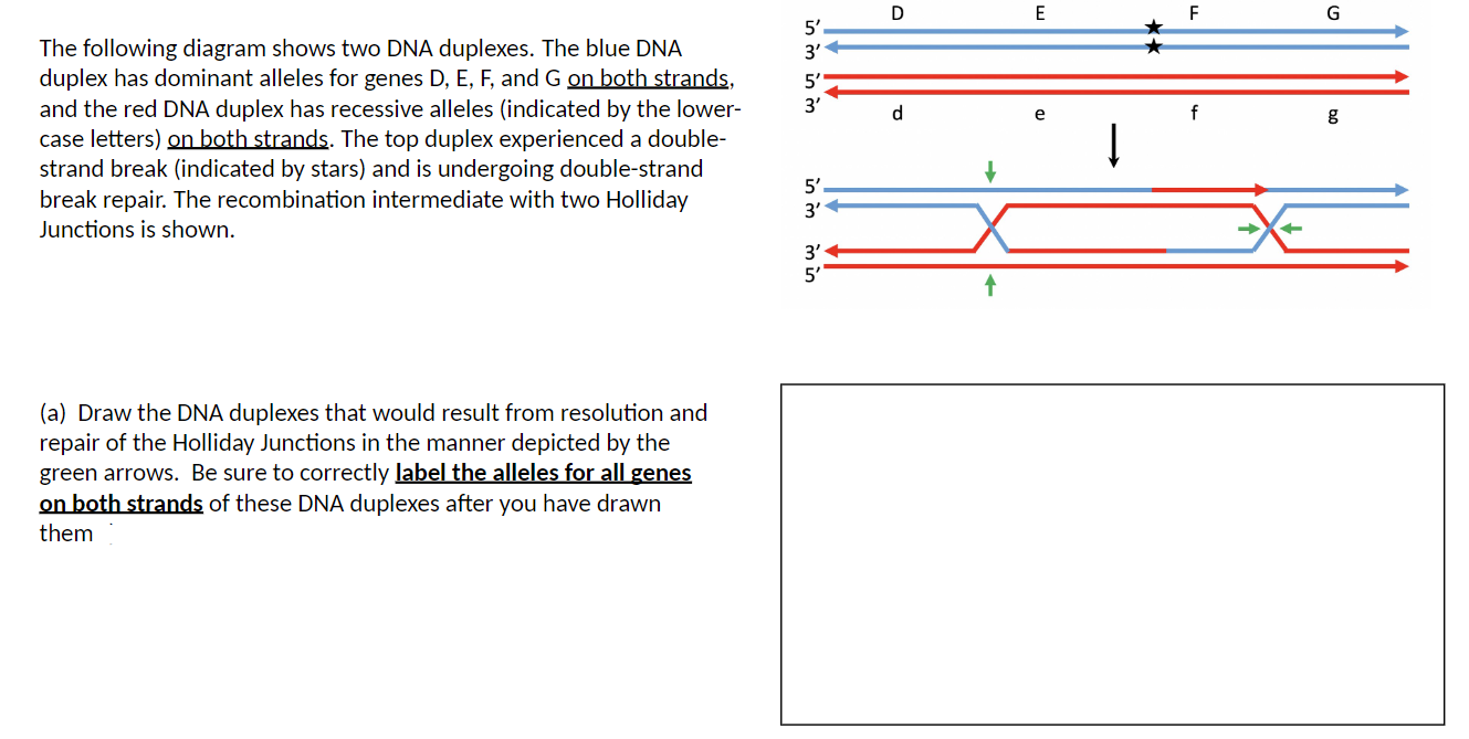 Solved The following diagram shows two DNA duplexes. The | Chegg.com
