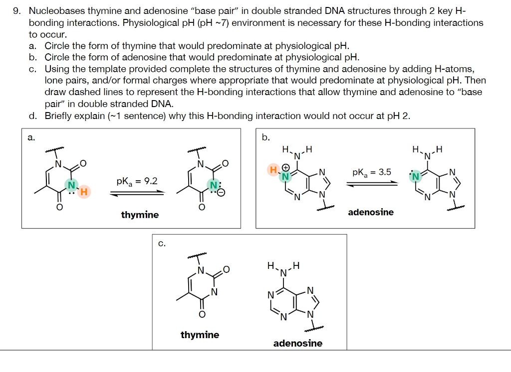 Solved Nucleobases thymine and adenosine "base pair" in | Chegg.com