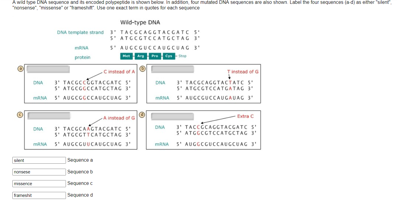 Solved A wild type DNA sequence and its encoded polypeptide | Chegg.com