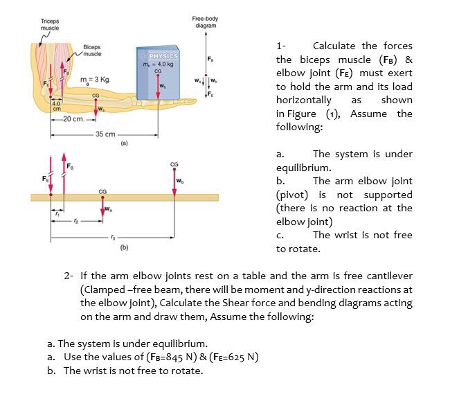 Solved Calculate the forces PHYSICs the biceps muscle (FB) & | Chegg.com