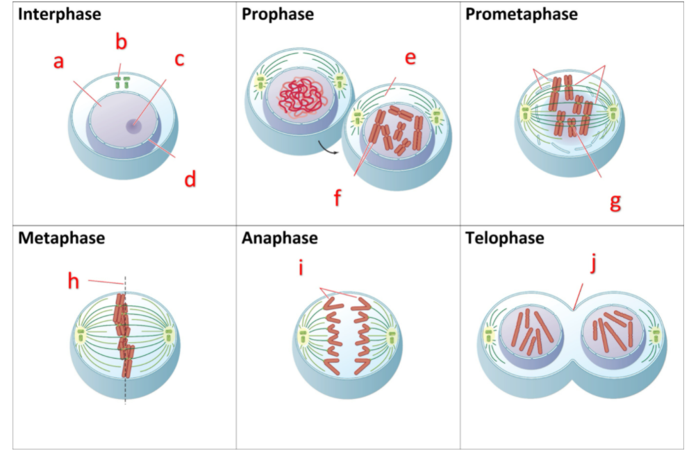 Solved Interphase Prophase Prometaphase b a e in hil 12 d f | Chegg.com
