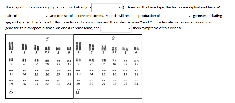 Solved The Emydura macquarii karyotype is shown below (2n= | Chegg.com