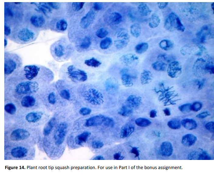 Solved 1. Examine the image of actively dividing garlic root | Chegg.com