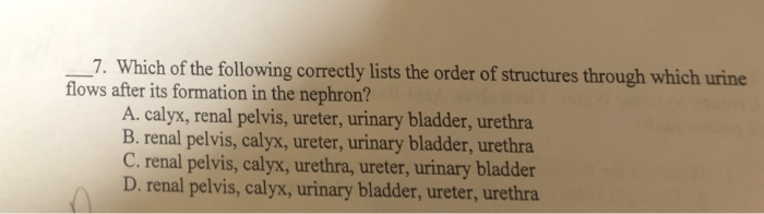 Solved 7. Which of the following correctly lists the order | Chegg.com
