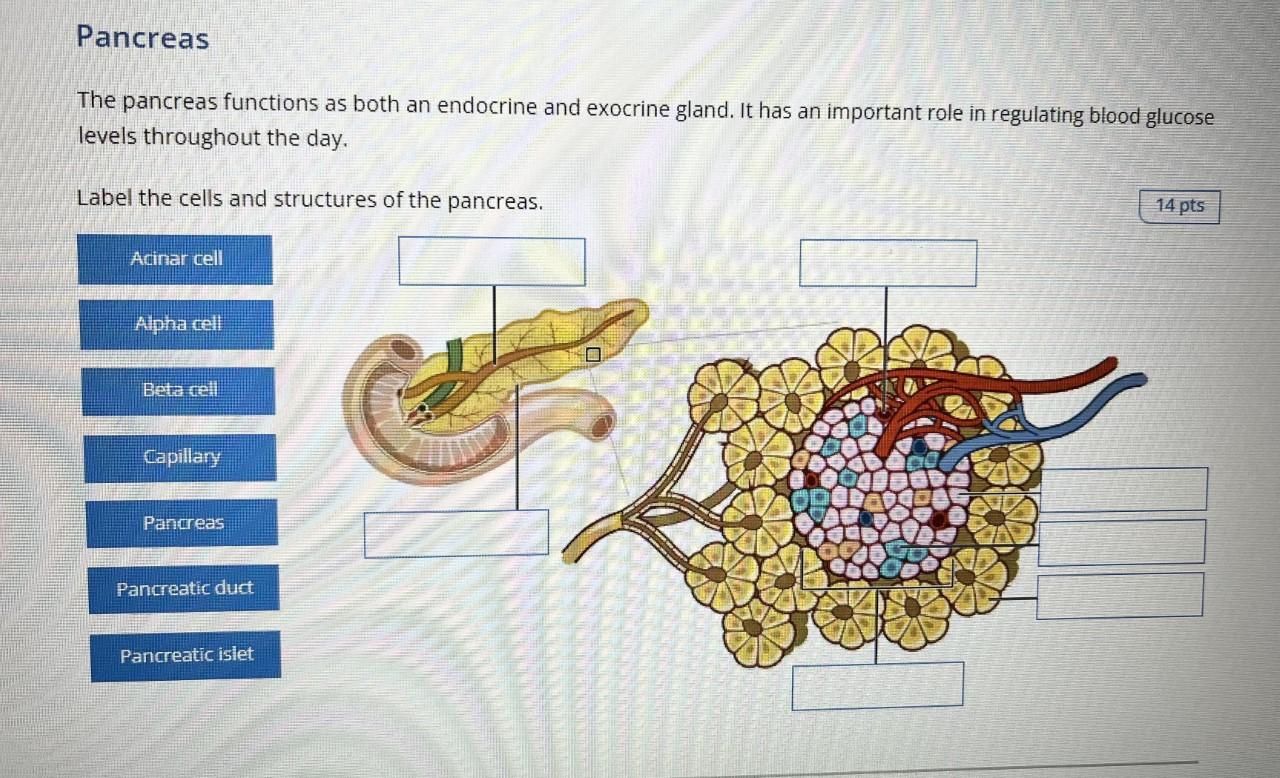 Solved The pancreas functions as both an endocrine and | Chegg.com
