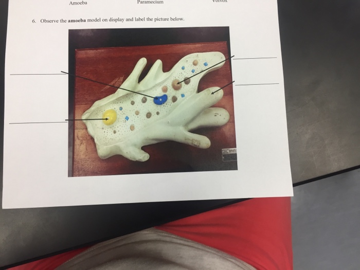 Solved Amoeba 6. Observe the amoeba model on display and | Chegg.com