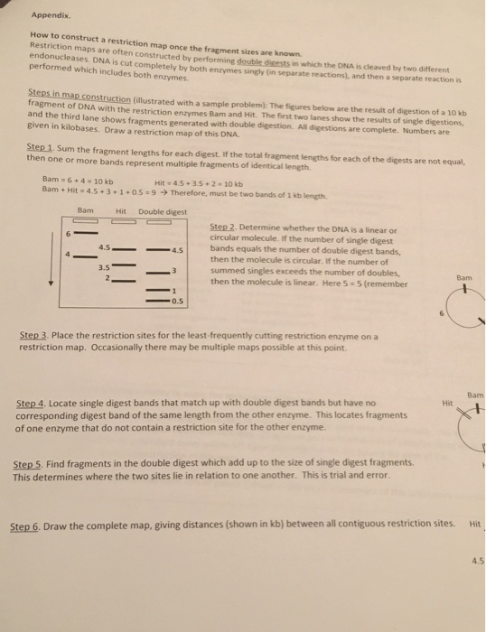 Solved Restriction mapping map displays the order and | Chegg.com
