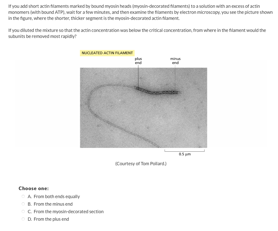 Solved If you add short actin filaments marked by bound | Chegg.com