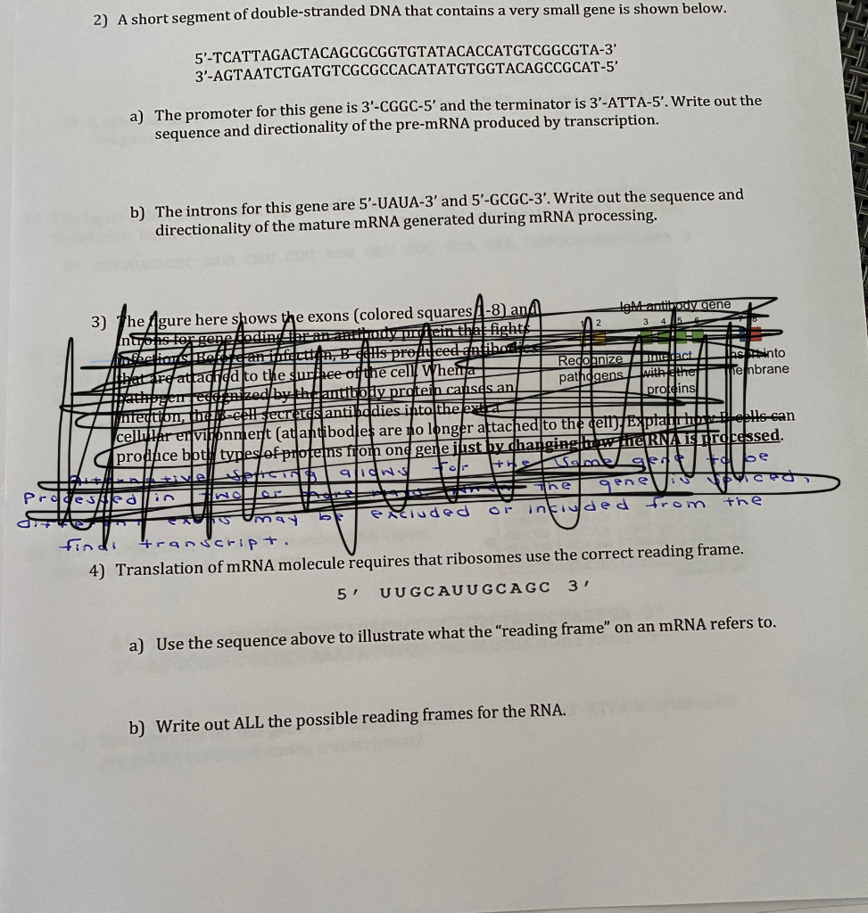 Solved 2) A short segment of double-stranded DNA that | Chegg.com