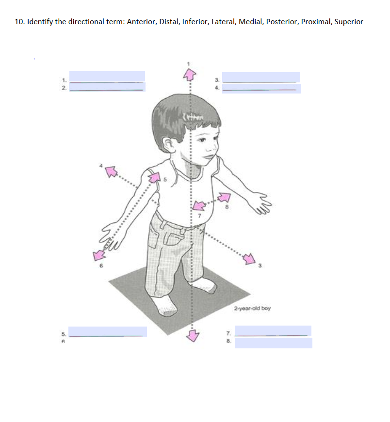 Solved 10. Identify the directional term: Anterior, Distal, | Chegg.com