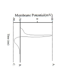 Solved Below is a graph showing an action potential recorded | Chegg.com