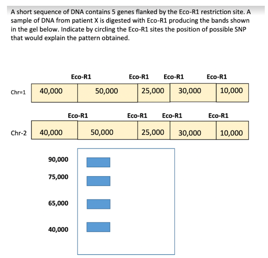 Solved A short sequence of DNA contains 5 ﻿genes flanked by | Chegg.com
