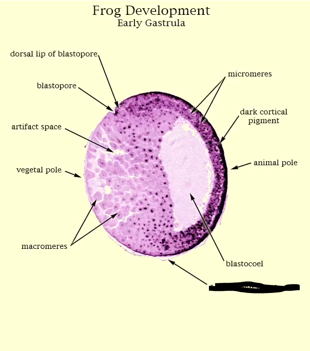 Frog Gastrula