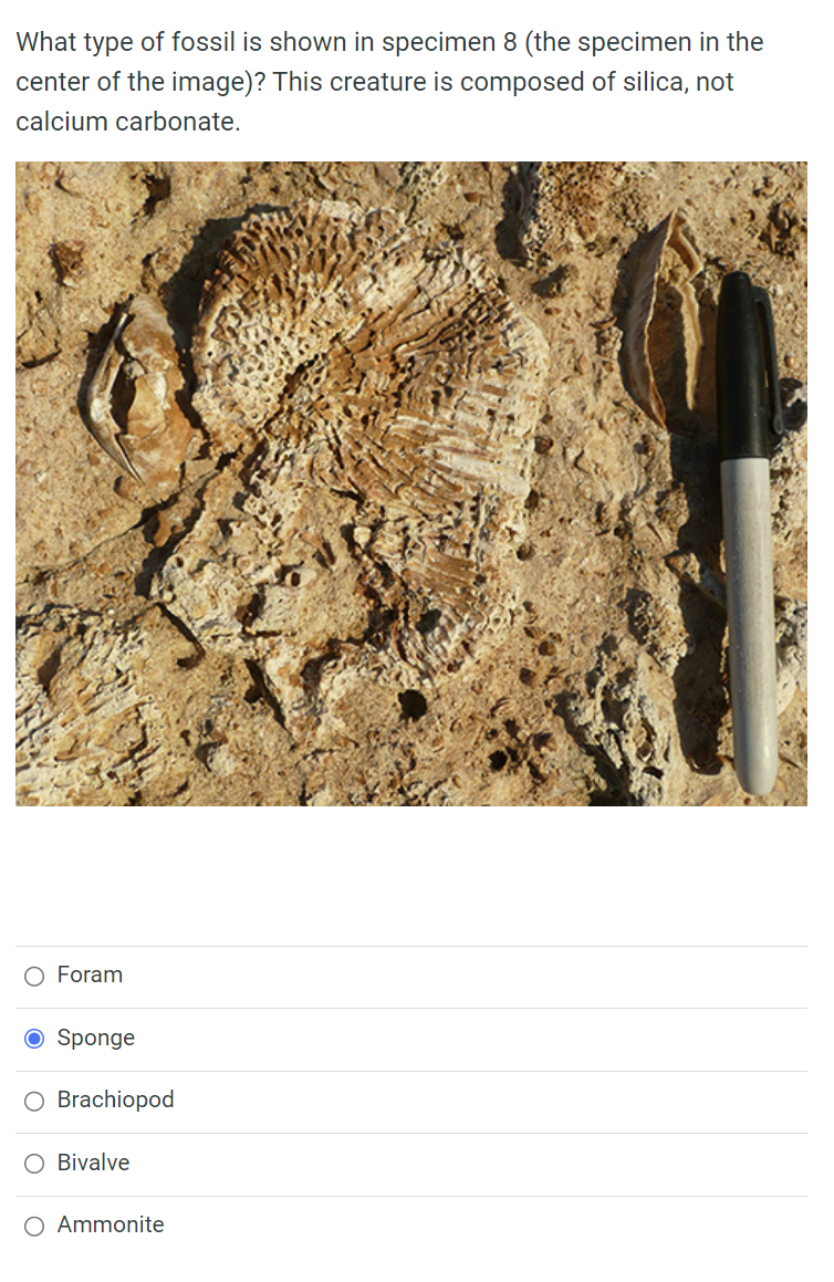Solved What type of fossil is shown in specimen 11 ? | Chegg.com