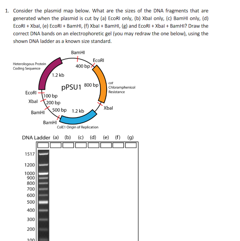 Solved Consider the plasmid map below. What are the sizes of | Chegg.com
