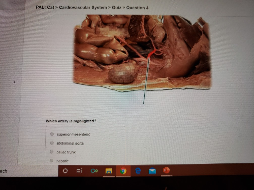 Solved PAL: Cat > Cardiovascular System > Lab Practical > | Chegg.com