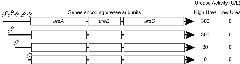 Solved You are a scientist studying the regulation of the | Chegg.com