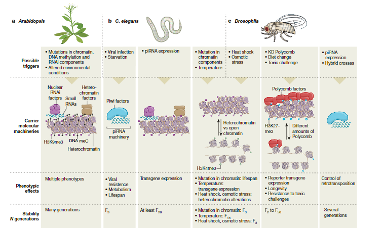 Solved figure 3: What does the concept “transgenerational | Chegg.com