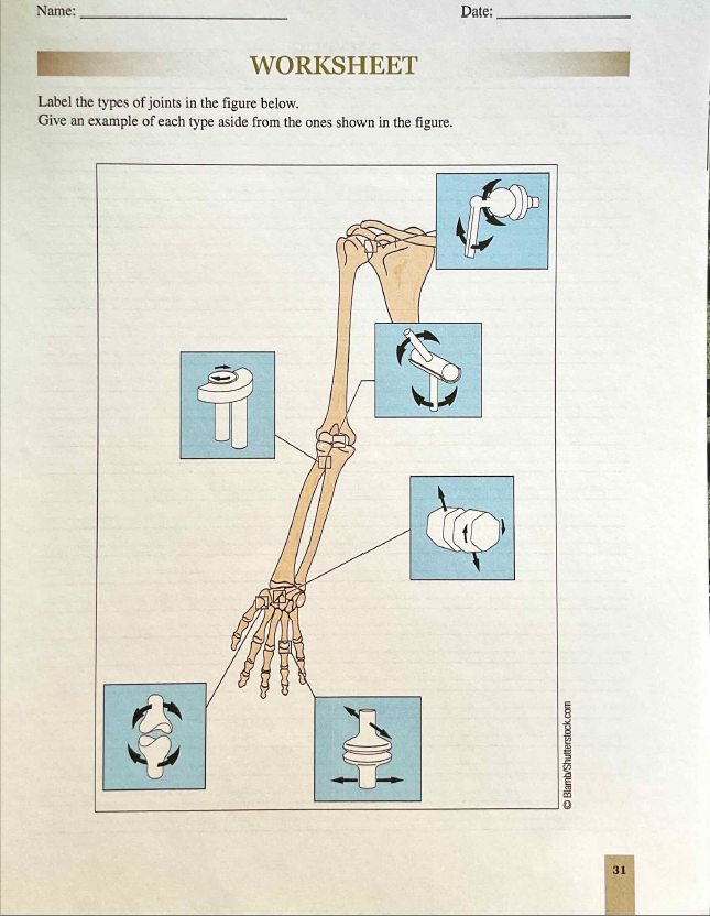 Solved Label the types of joints in the figure below.Give an | Chegg.com