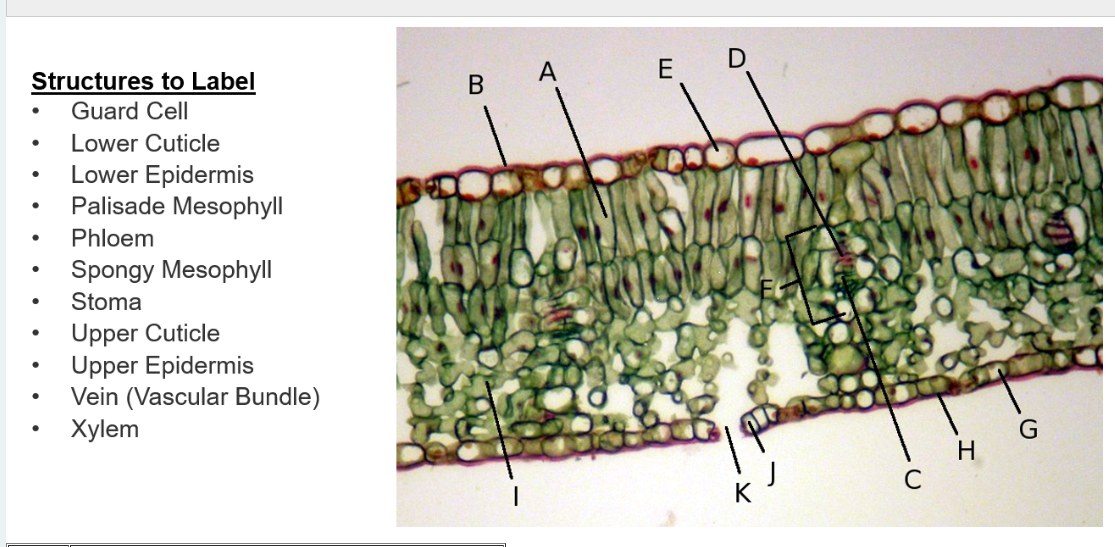 Solved Label the following structures of the stained dicot | Chegg.com