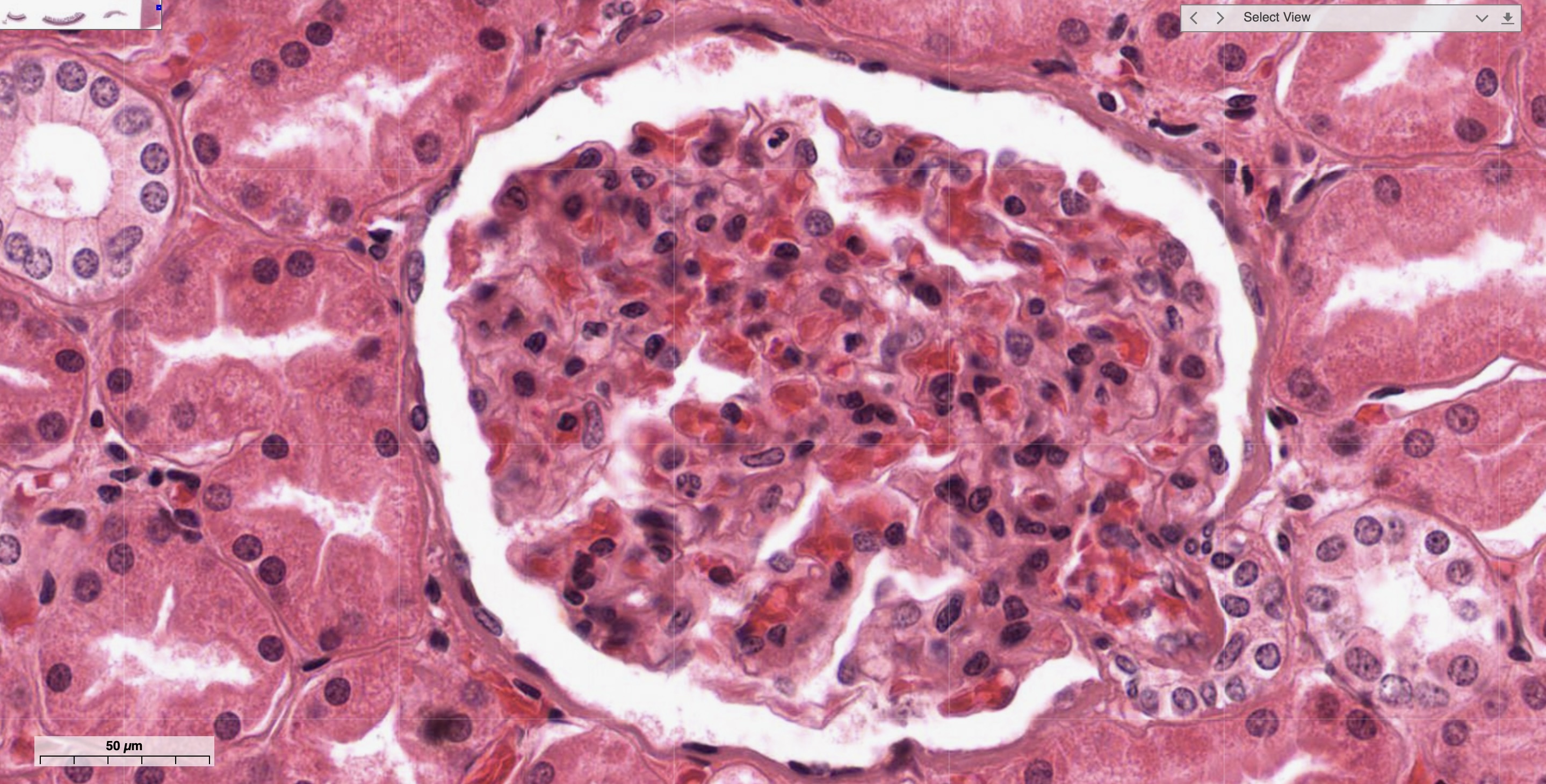 Solved Please label simple squamous epithelium, apical | Chegg.com