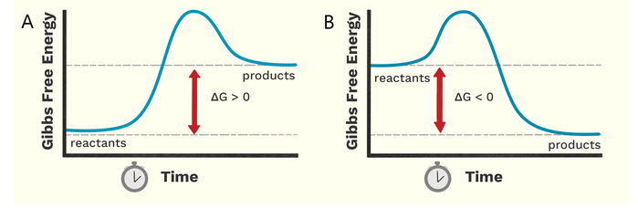 Solved A. 1.Define what an endergonic and exergonic reaction | Chegg.com