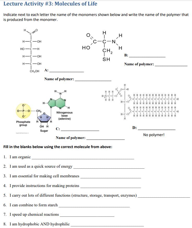 Solved Lecture Activity #3: Molecules of Life Indicate next | Chegg.com