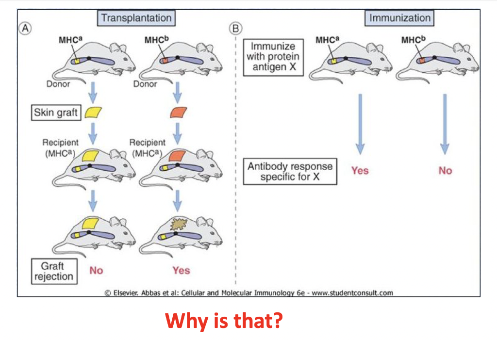 Solved Transplantation Immunization (В) MHCa MHCO MHCS MHCb | Chegg.com