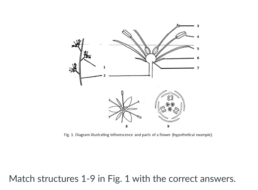 Solved Answer choices are as follows Foral diagram | Chegg.com