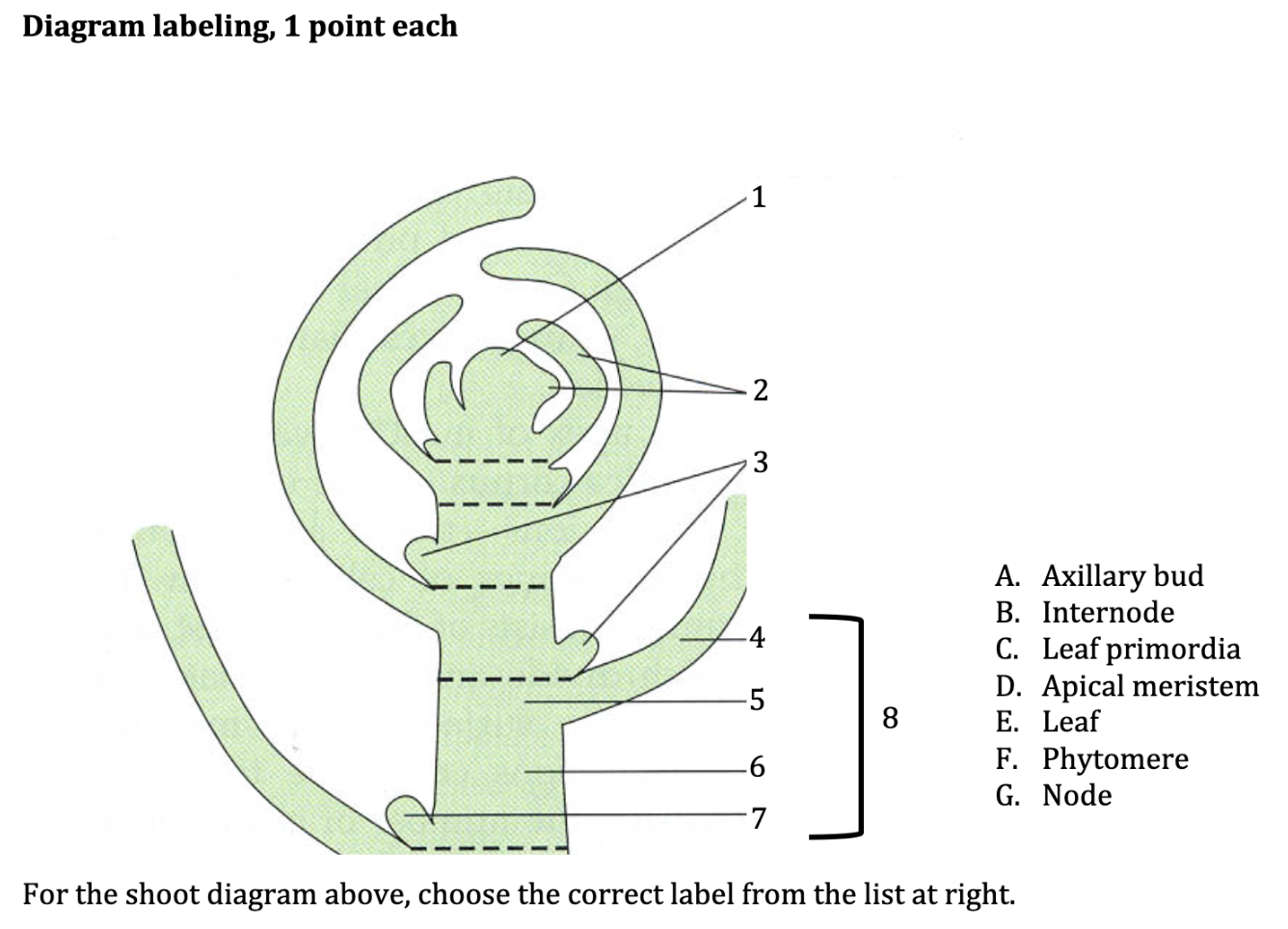 Solved Diagram labeling, 1 point each For the shoot diagram | Chegg.com