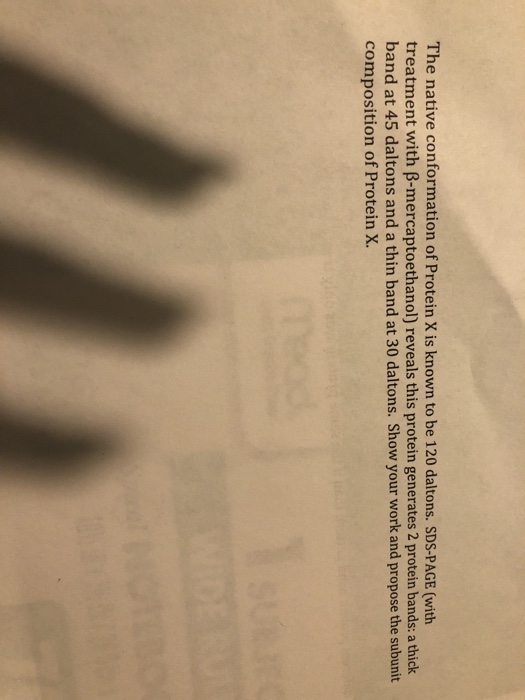 Solved Does The Addition Of β Mercaptoethanol To An Sds