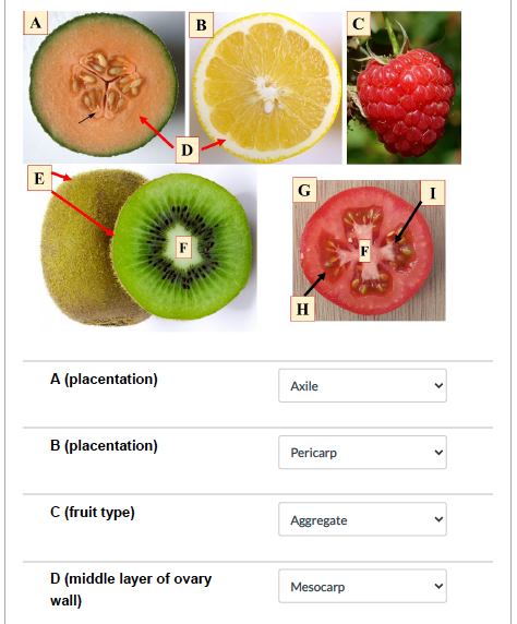 Solved A B с D E See F H A (placentation) Axile B | Chegg.com